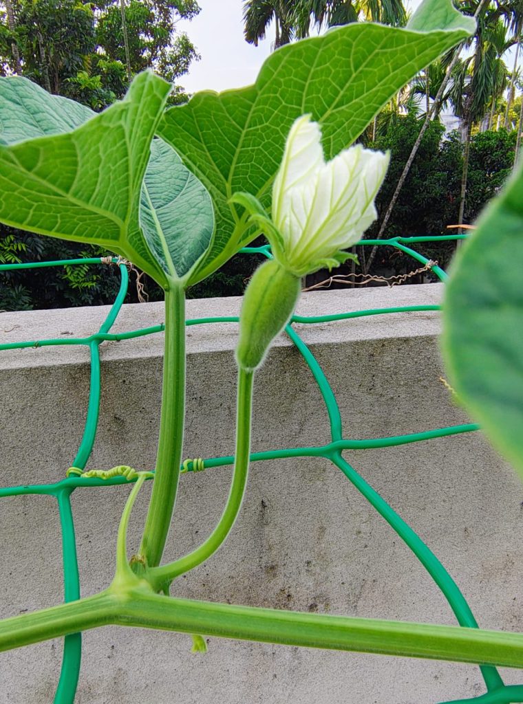 Growing Bottle Gourd in Containers: Complete Guide (2025)