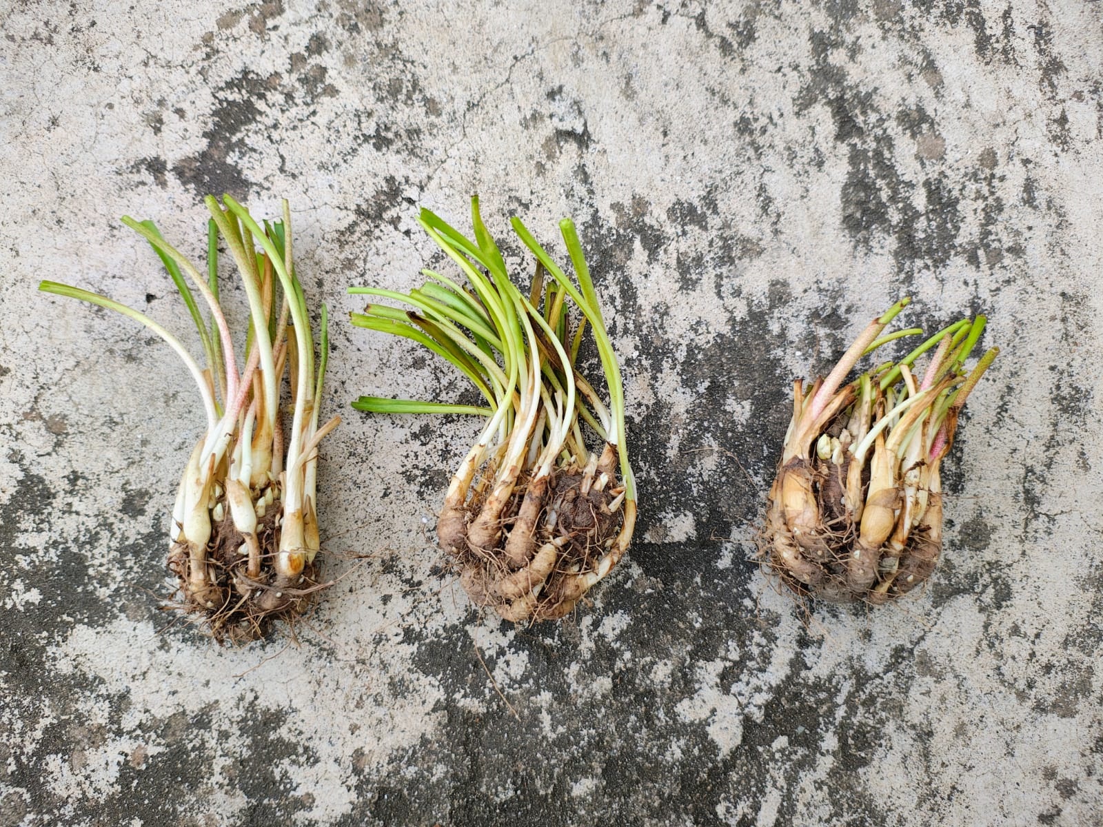 How to Grow Tuberose: From Bulb Disasters to Fragrant Success