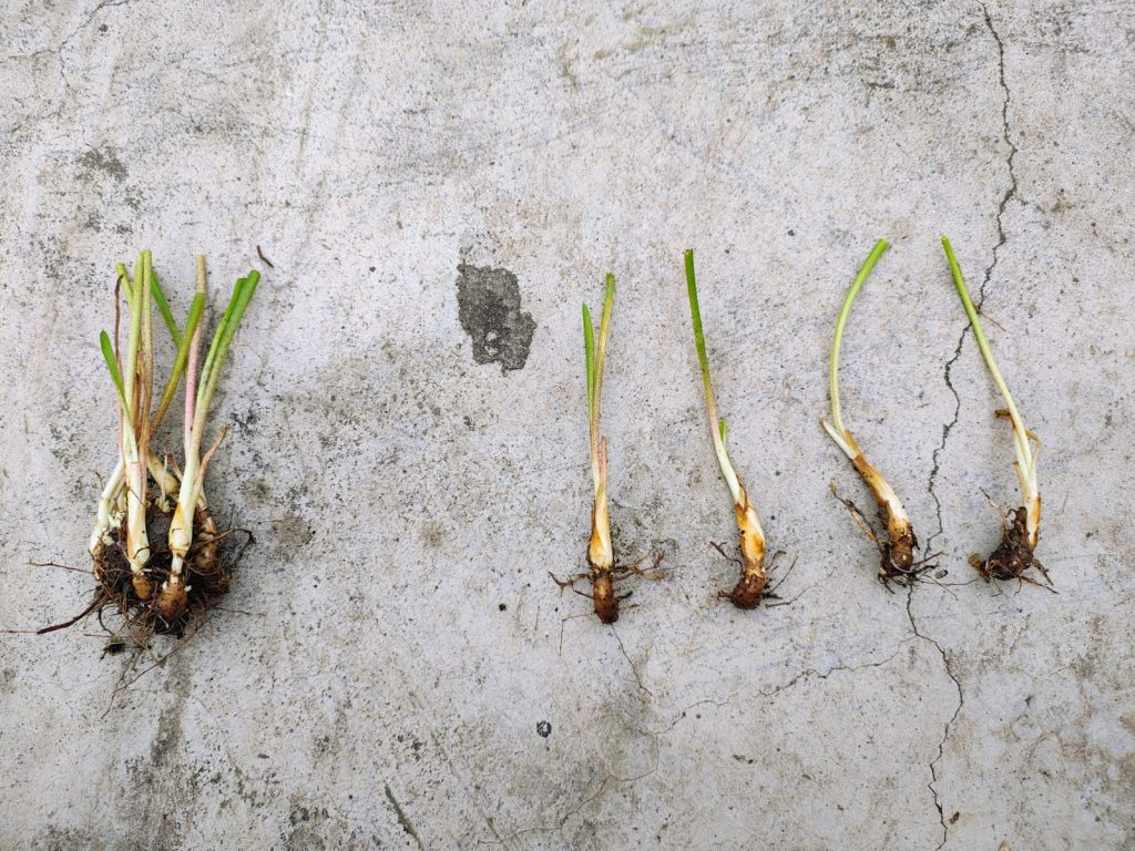 How to Grow Tuberose: From Bulb Disasters to Fragrant Success