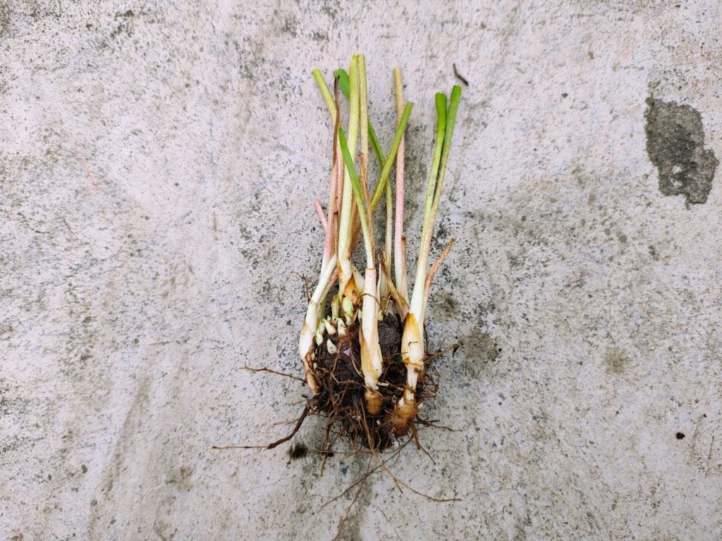 How to Grow Tuberose: From Bulb Disasters to Fragrant Success